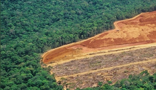 forestation | AIT LIVE